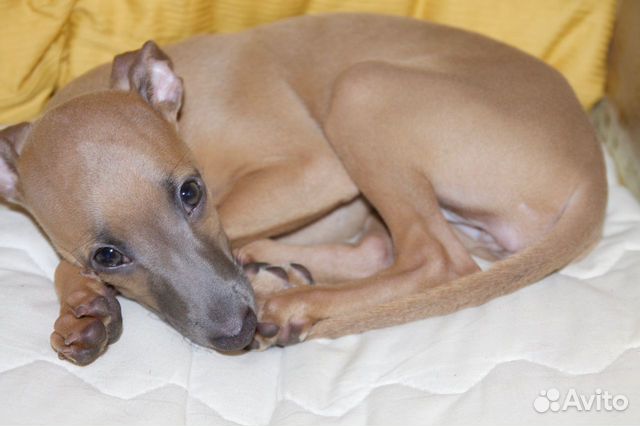 Левретка (малая итальянская борзая)