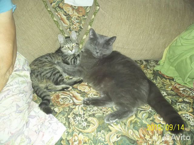 Кошка Фаина
