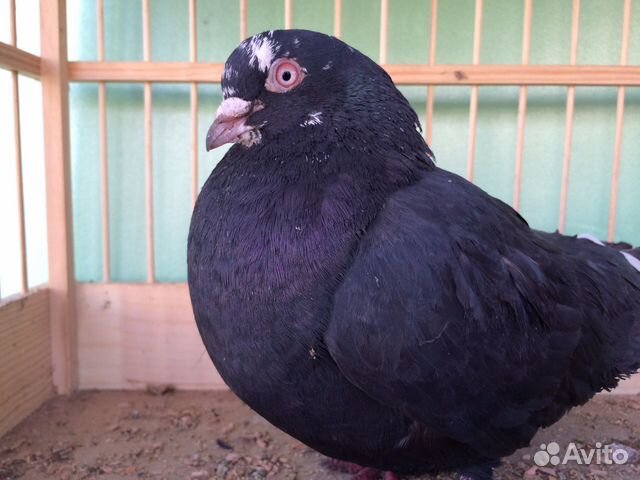 Буйный голубь