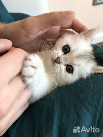 Британская короткошёрстная. Котята