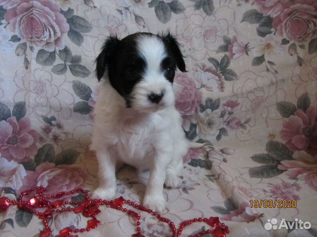 Собачки бабочки