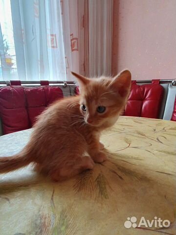 Отдадим котенка в добрые руки