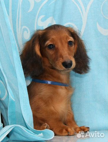 Мальчик, такса карликовая д/ш - На даван