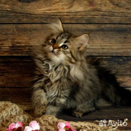 Сибирская кошечка с документами