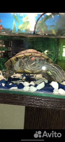 Черепаха красноухая