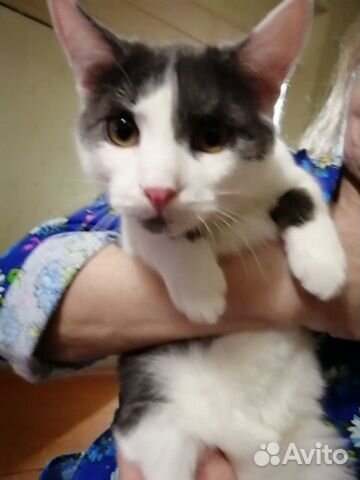 Мальчик-зайчик, котик 4 мес