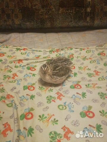 Отдам перепела