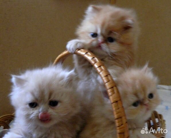 Персидские котики