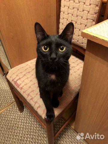 Котёнок Гучи