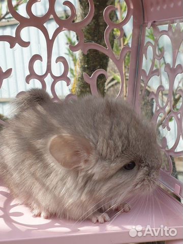 Ангорские шиншиллята, резерв