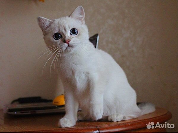 Котик золотой колорпойнт