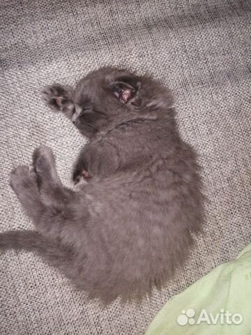 Веслоухие котята