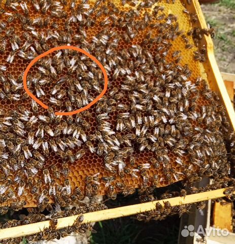 Пчелопакеты карпатской пчелы