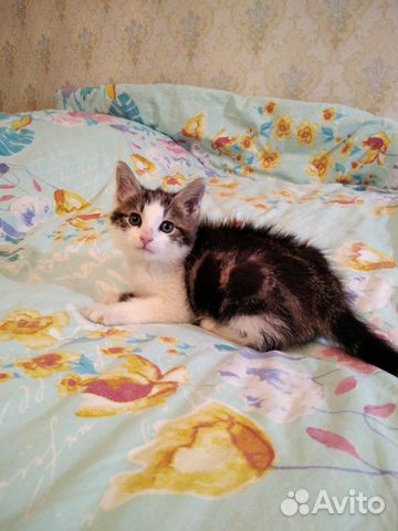 Кузенька-маленькое счастье в дом