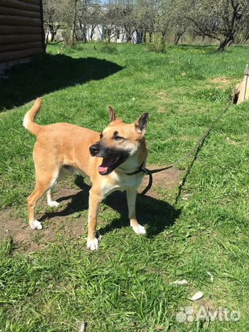 Ласковый рыжий пёс Рассел