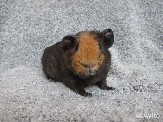 Морская свинка