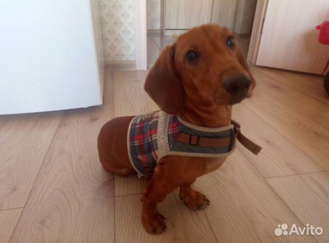 Щенок такса