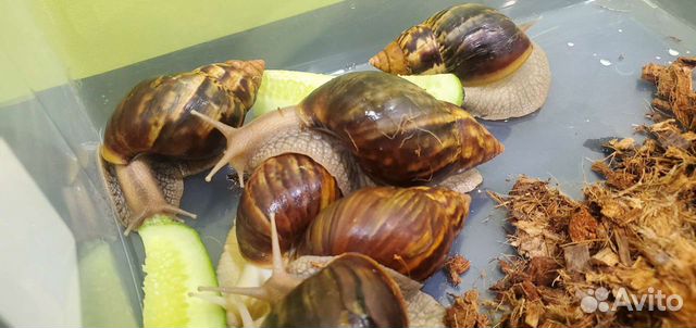 Ахатины улитки