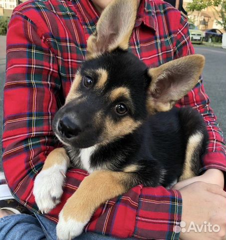 Метис Хаски и Овчарки