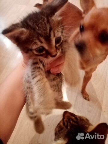 Котенок Бренди