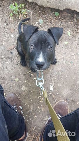 Питбуль апбт