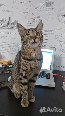 Кот 9 мес