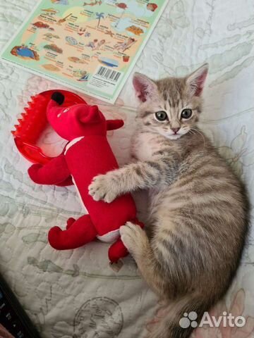Кошка Манчкин