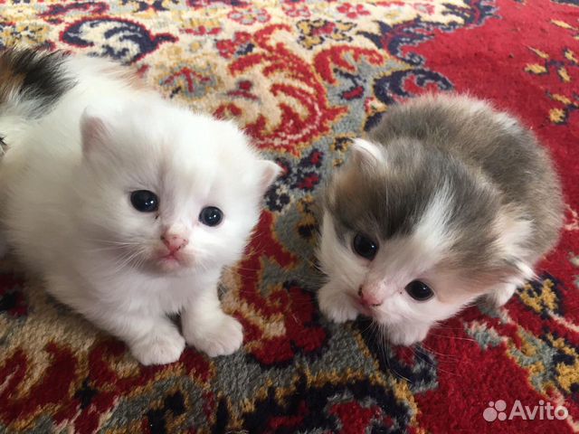 Котята ищут дом