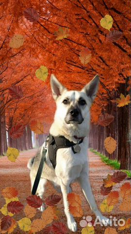 Овчарка мини (метис)