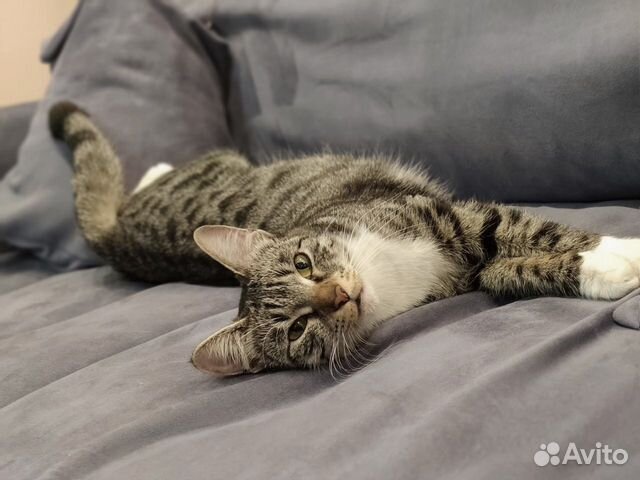 Кошка (котенок) Белка