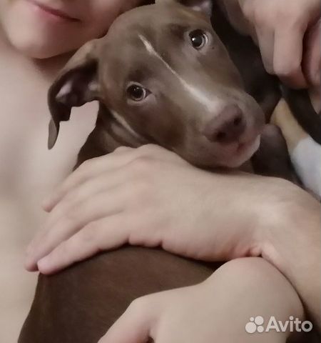 Щенки питбуля