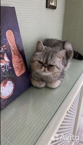 Отдам котика в добрые руки