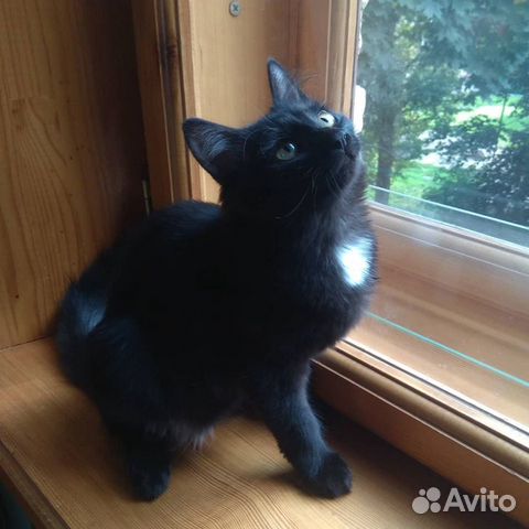 Кошка Ночка ищет дом