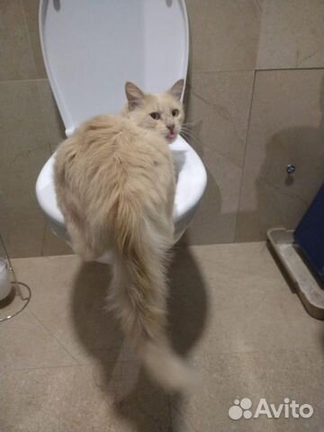Кот-обнимашка
