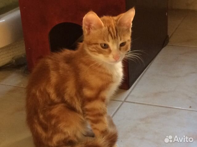 Милые рыжие котята в добрые руки Бесплатно