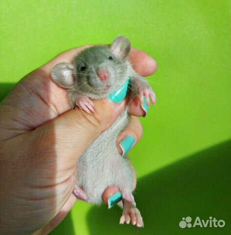 Крыска Крысенок Мальчик Дамбо