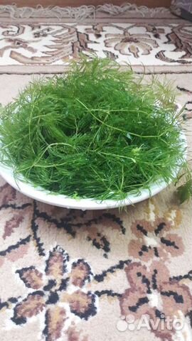 Роголистник и ряска даром