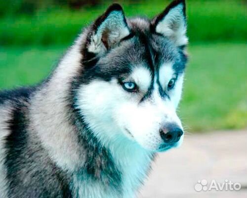 Лайка или хаски