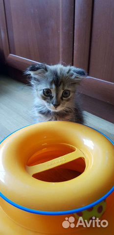 Котенок вислоухая шотландка 2мес длинношерстная