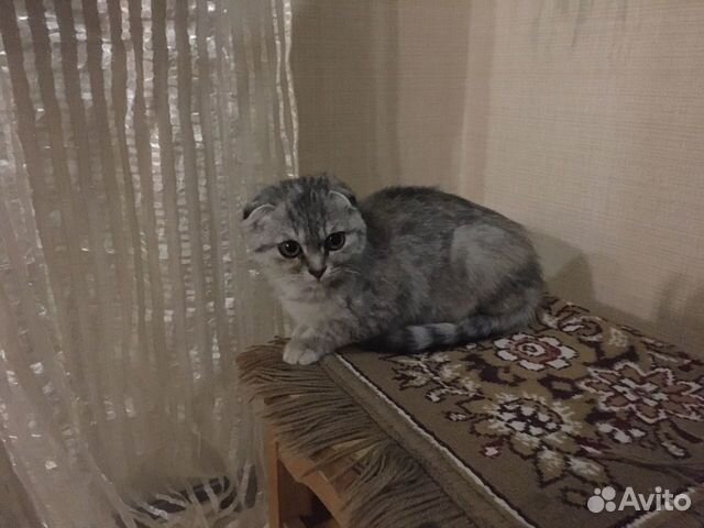 Британская вислоухая кошка