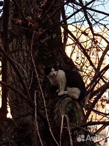 Кошке очень нужен дом