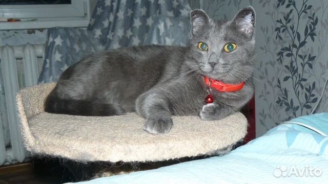 Кошечка Ириска, стерилизовна