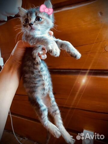 Котёнок