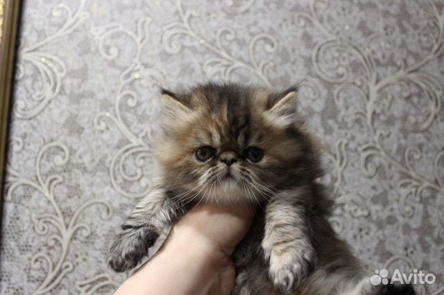 Красивая кошечка экзота
