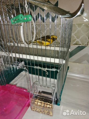Продаю канарейку