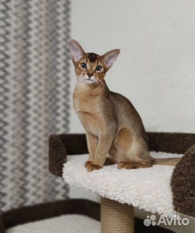 Абиссинские котята-дети солнца