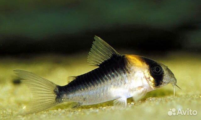 Коридорас дупликареус. Взрослые рыбы