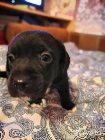 Помесь джек рассела