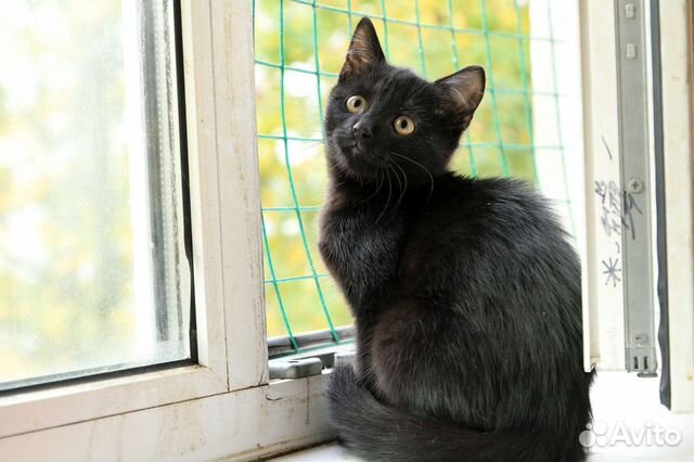 Котенок Крош 3-3.5 мес