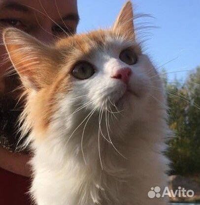 Котенок Рыжик, рыжий, бело-рыжий, кот